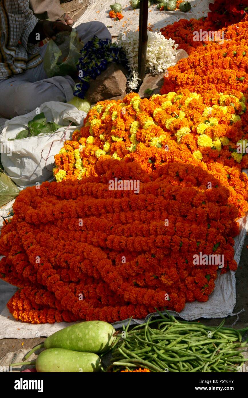 Typical marigold flower hi-res stock photography and images - Alamy