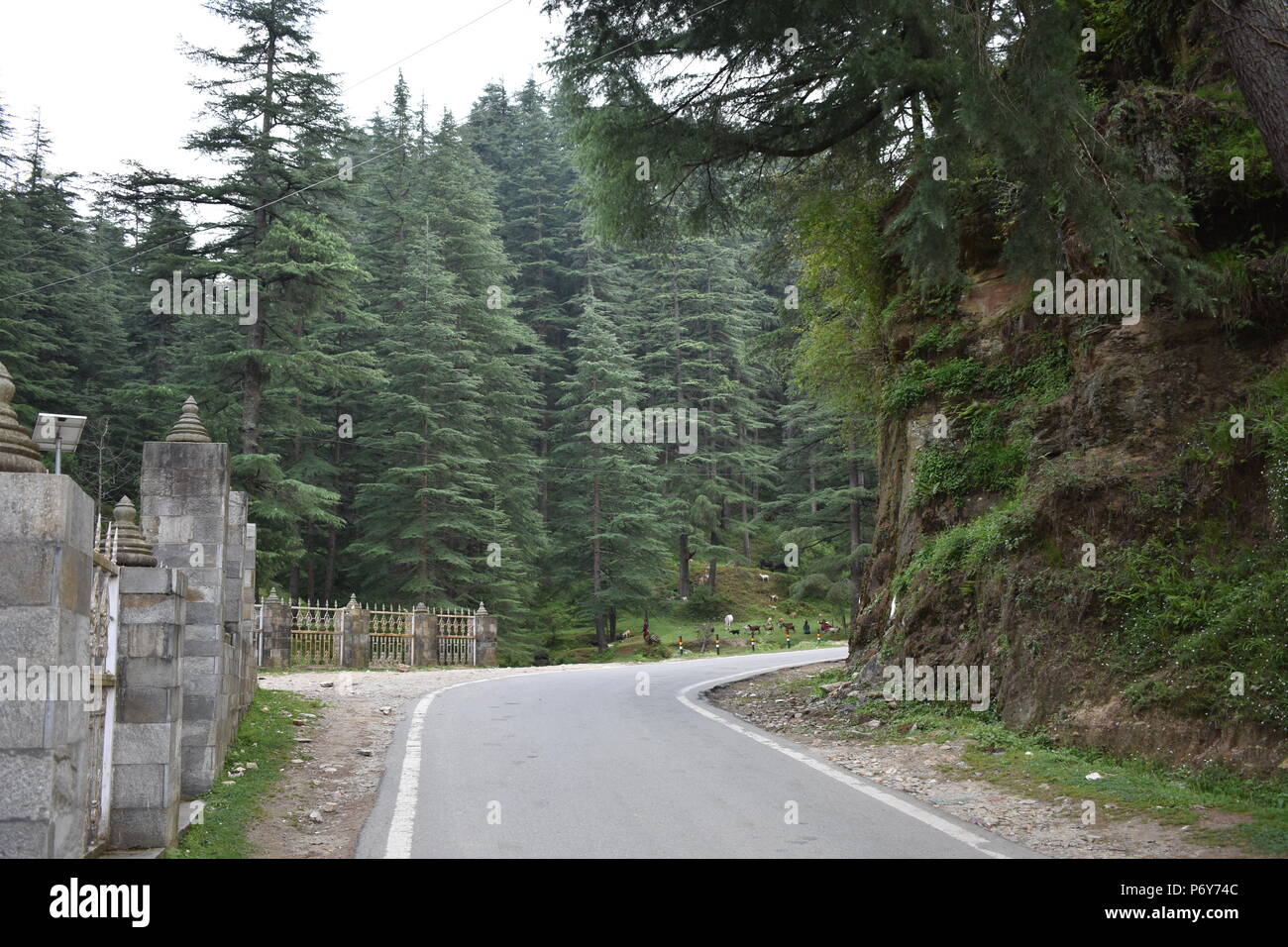 Devdar forest hi-res stock photography and images - Alamy