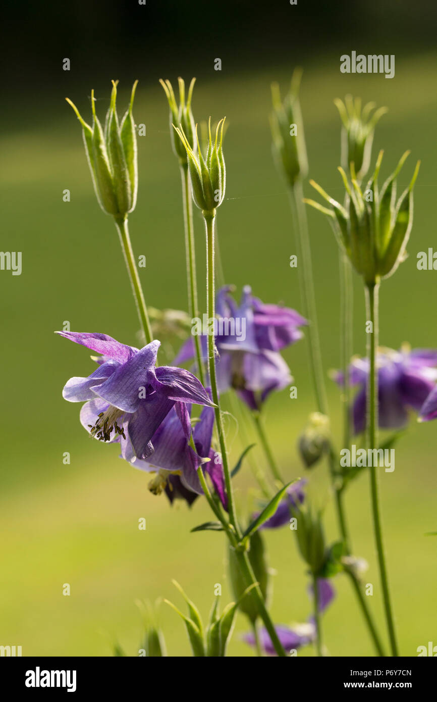 Columbines growing in a garden in Lancashire England UK GB Stock Photo ...