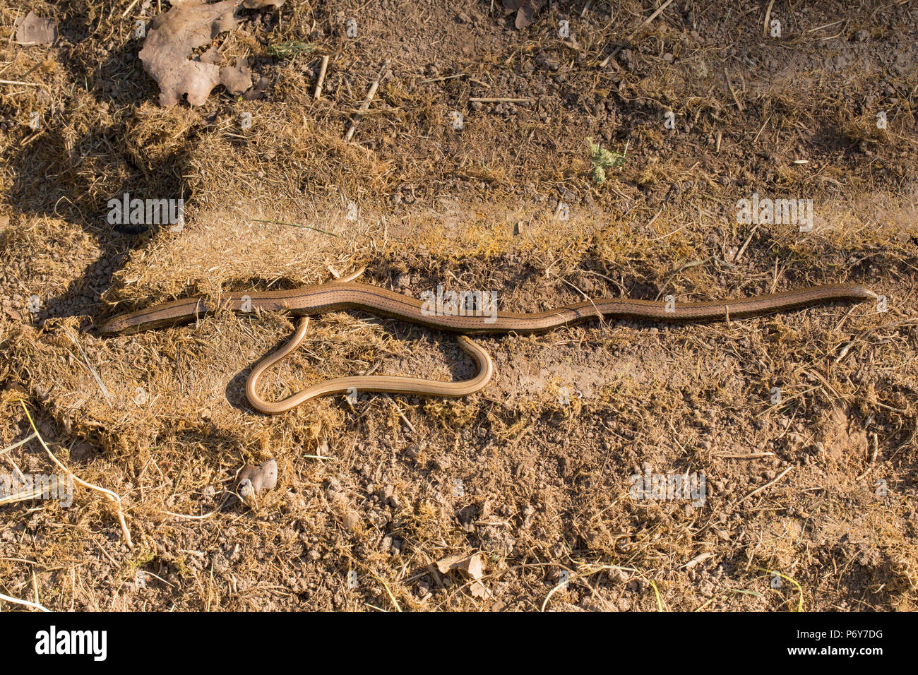 A pair of slow-worms, Anguis fragilis, that were hiding under a sheet ...