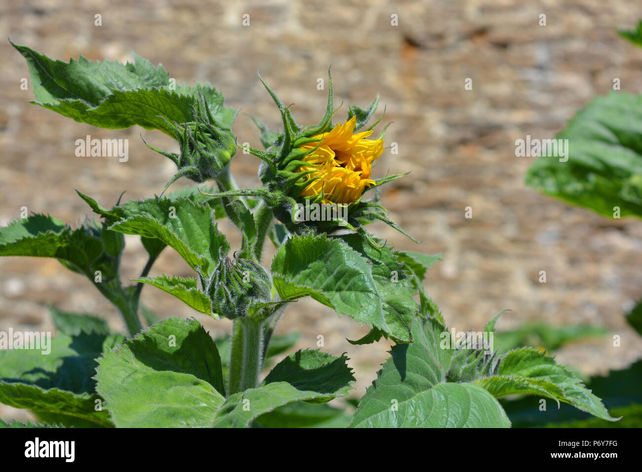 Sunflower bud opening, and unopened buds on the plant, close-up Stock ...
