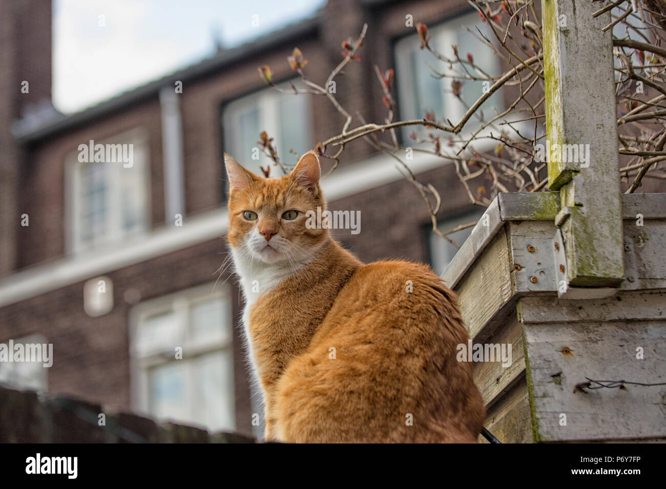 Alert red alert hi-res stock photography and images - Alamy