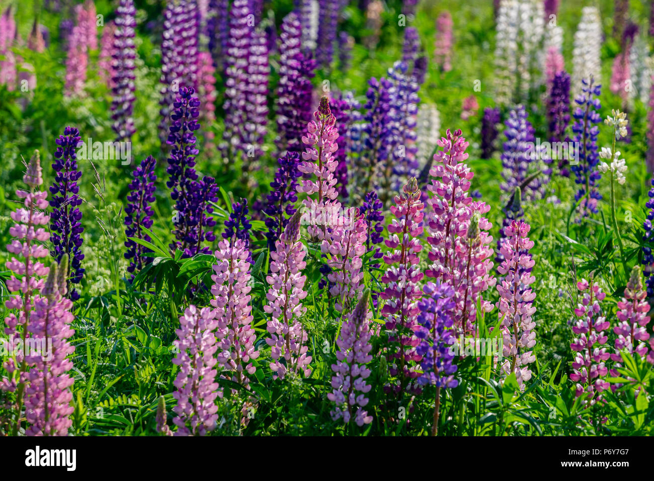 Field lupin hi-res stock photography and images - Alamy