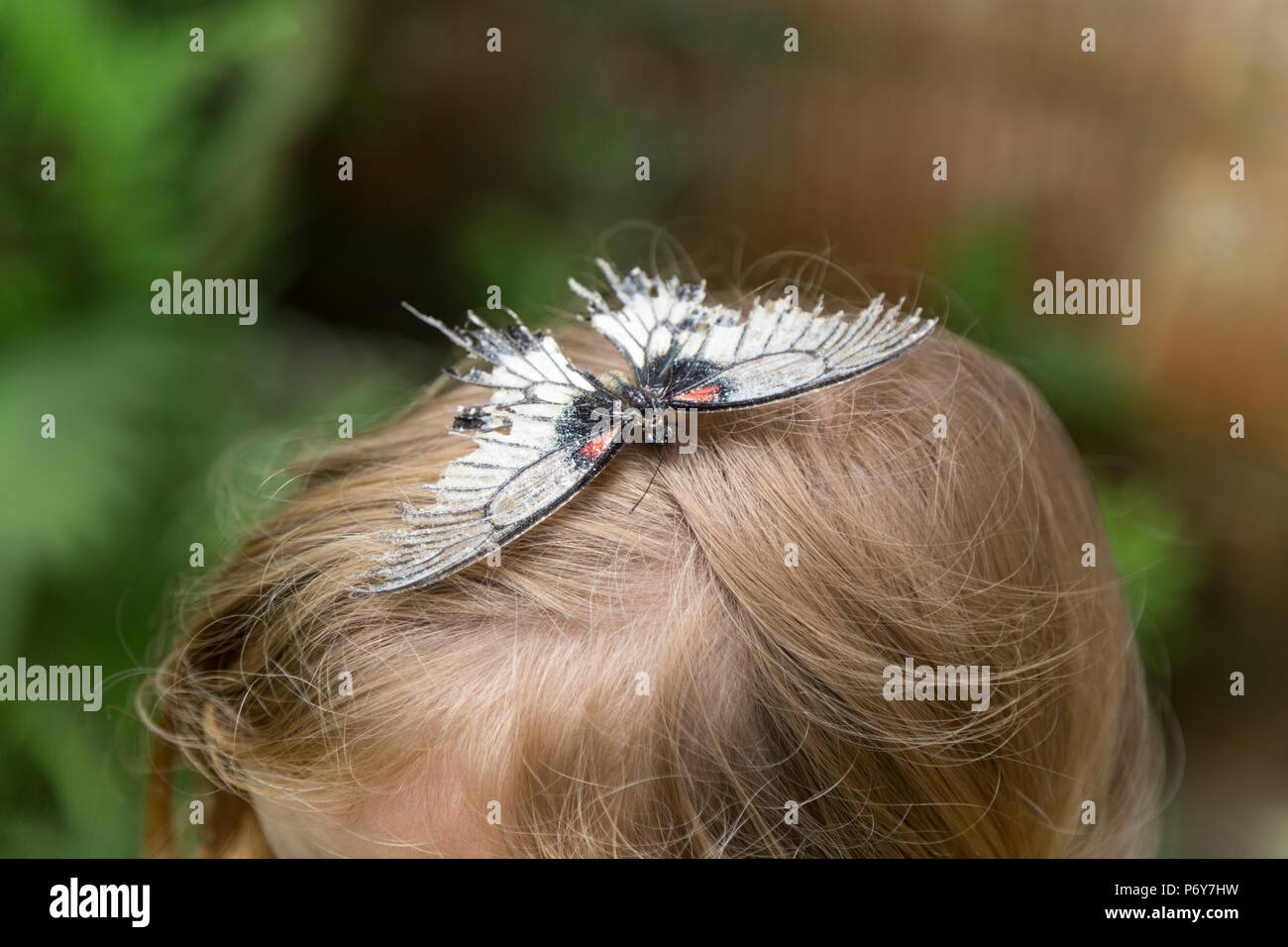 Butterfly resting on the head of a child. Shallow depth of field. Close ...