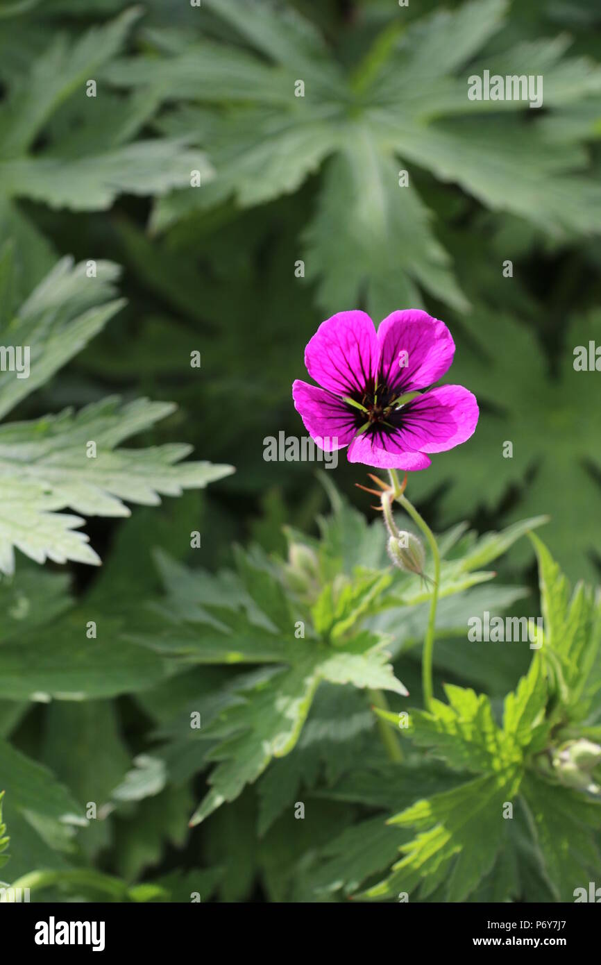 Geranium Anne Thomson Stock Photo - Alamy