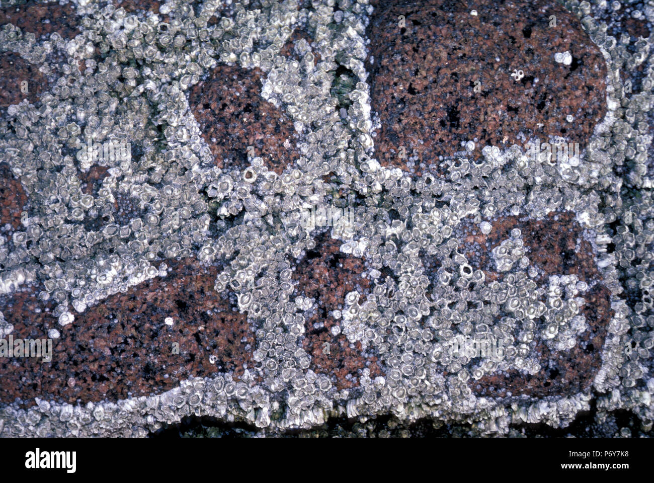 NOT 662962 NORTHERN ROCK BARNACLE Balanus balanoides Acadia National ...