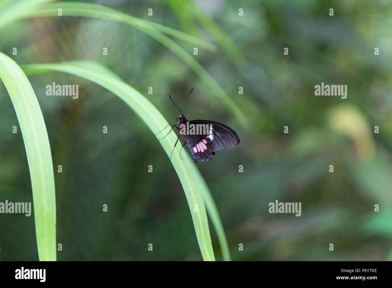 Colorful butterfly on a long blade of grass. Shallow depth of field ...