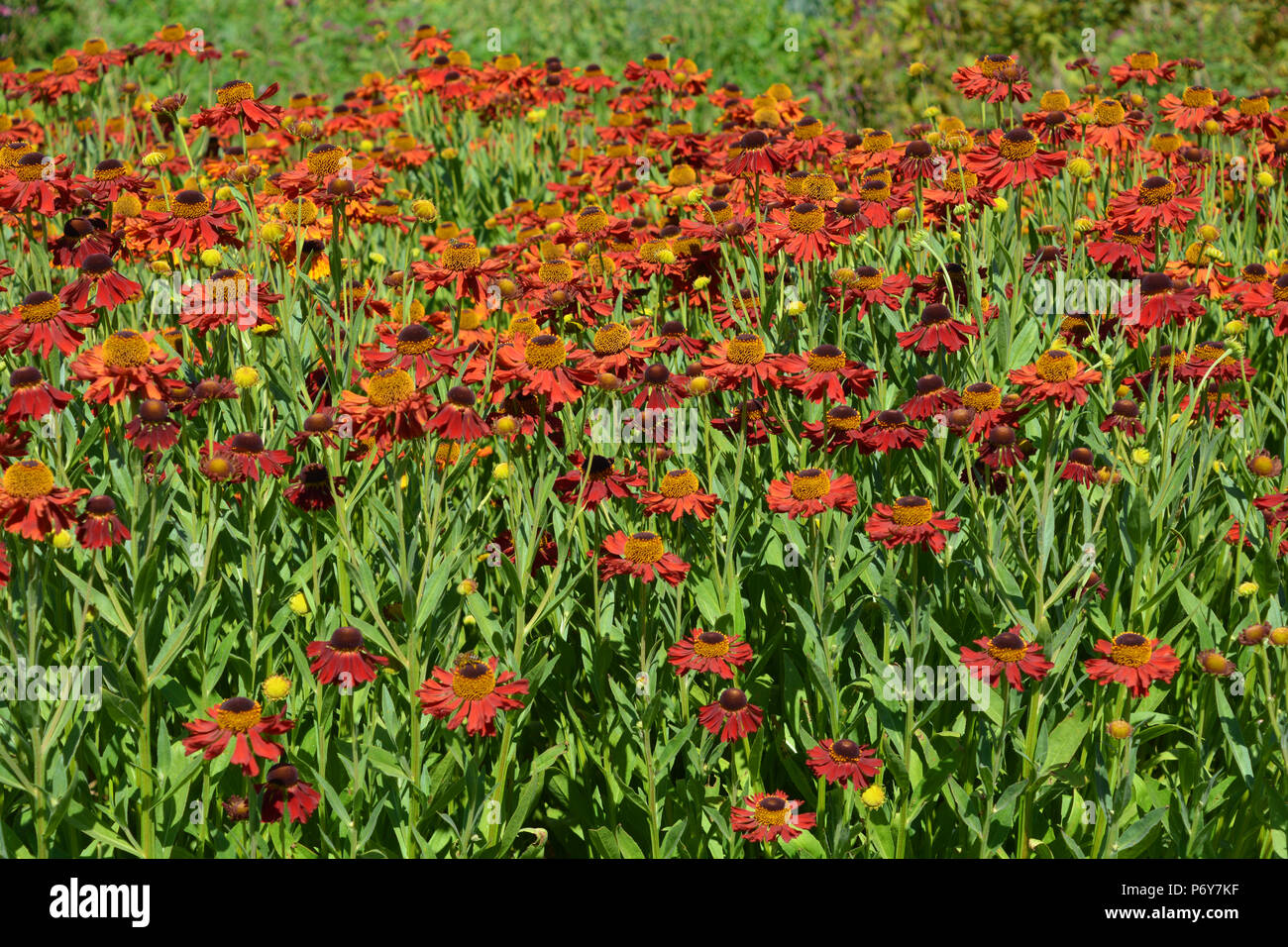 Bed of Helenium autumnale flowers in Oudolf Field, Hauser & Wirth ...
