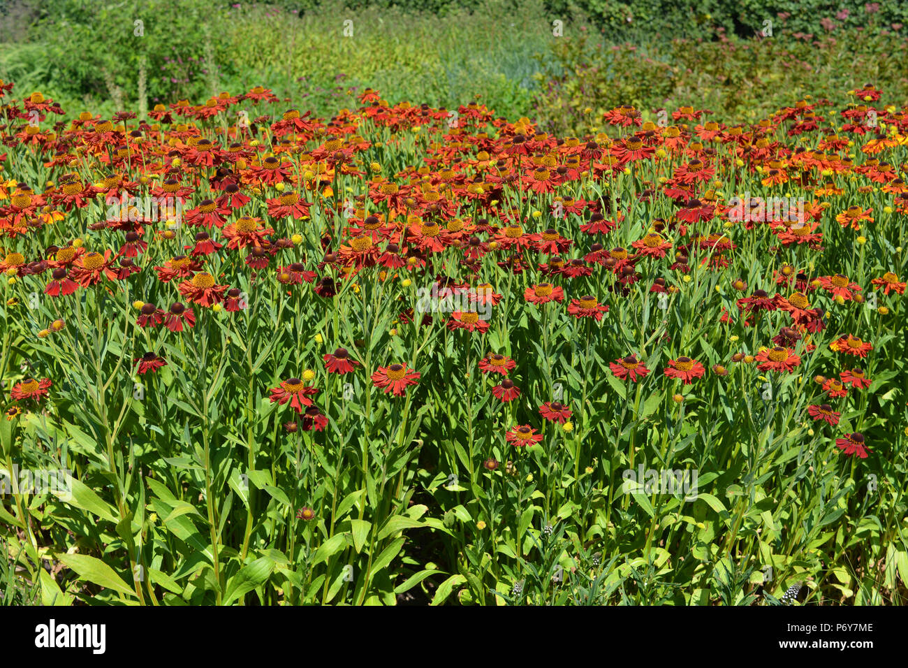 Vibrant colourful summer flower beds hi-res stock photography and ...