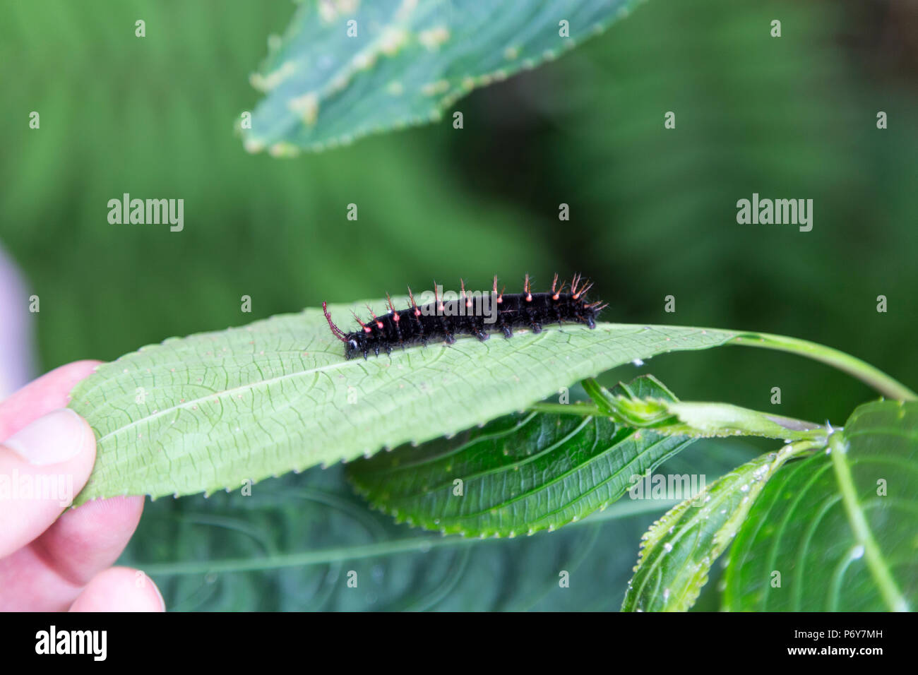 Human caterpillar hi-res stock photography and images - Alamy