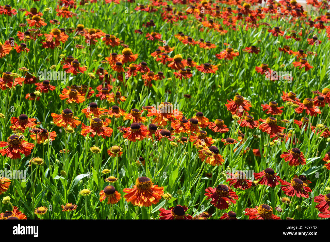 Helenium autumnale also known as Common sneezeweed or Common sneezewort ...