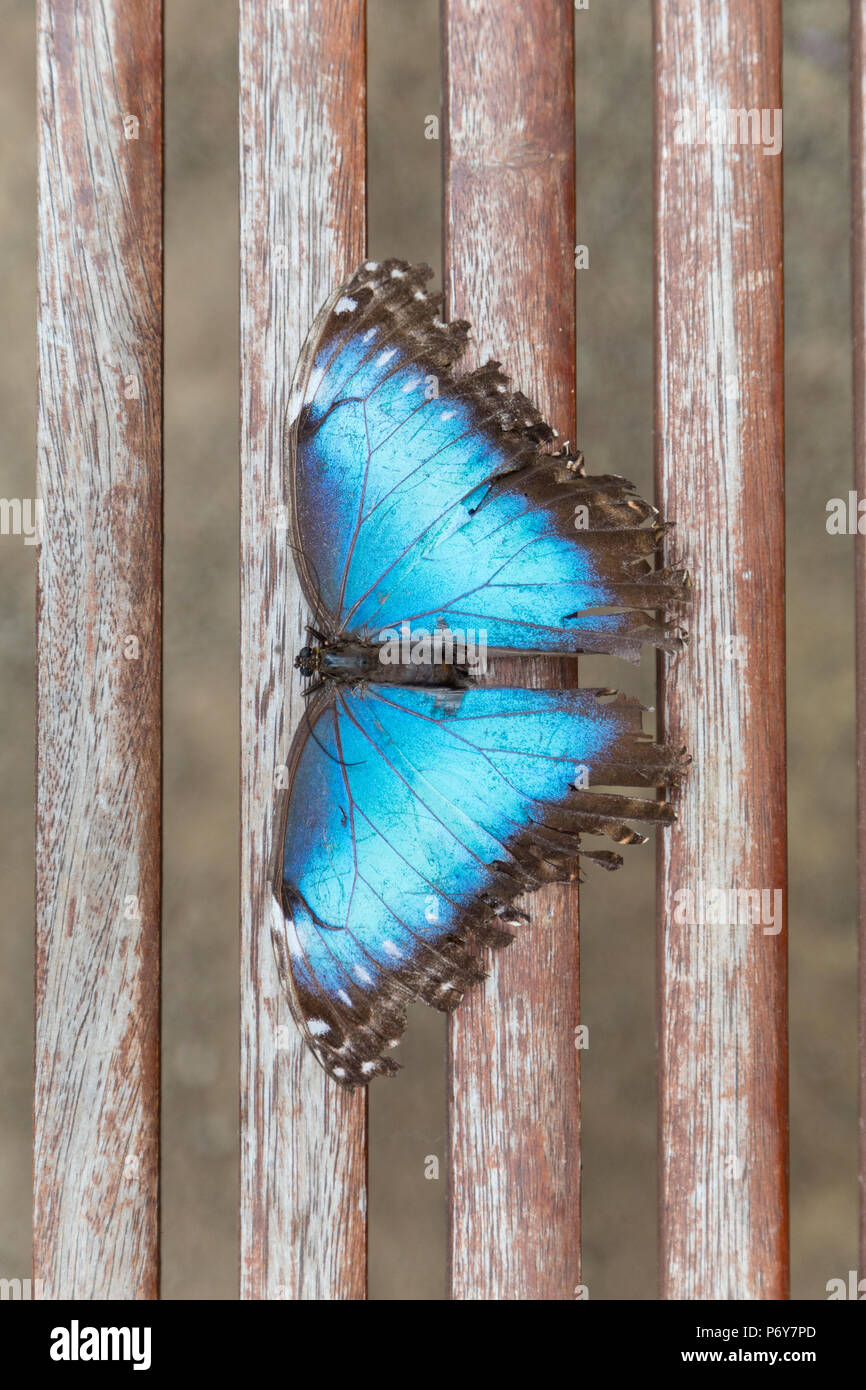 Overhead of a blue butterfly with wings spread out seated on a wooden ...