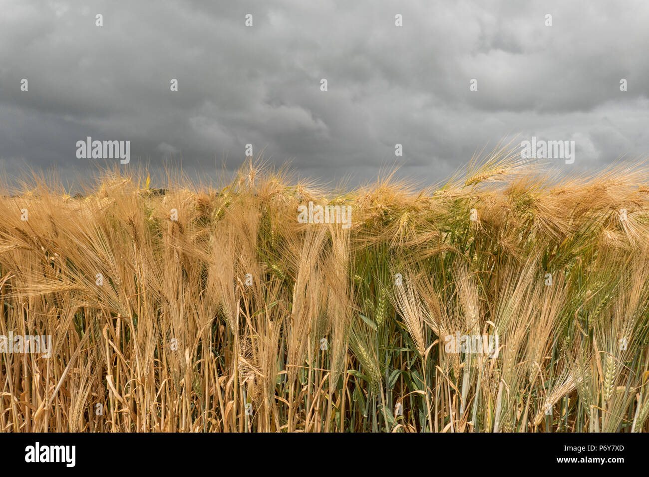 Agriculture color colour countryside crop hi-res stock photography and ...