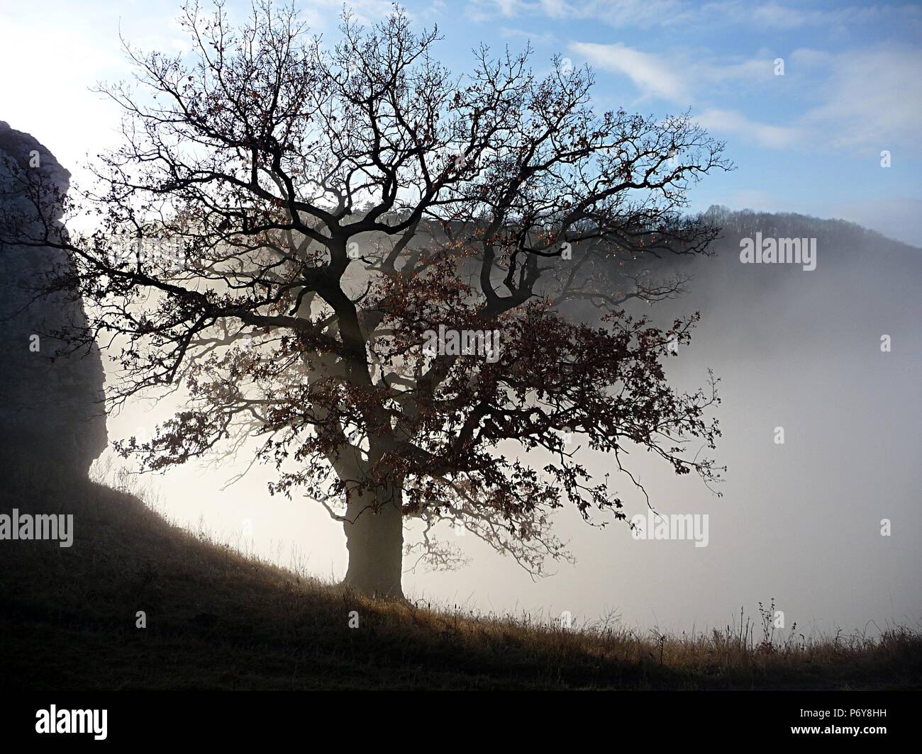 trees and fog Stock Photo - Alamy