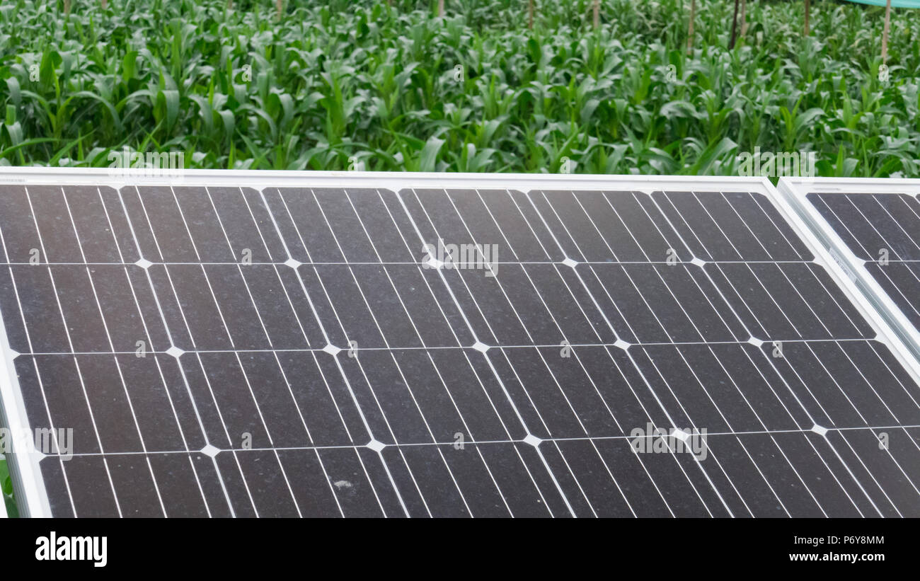 solar cell panel in farm. photovoltaic module for agriculture Stock ...