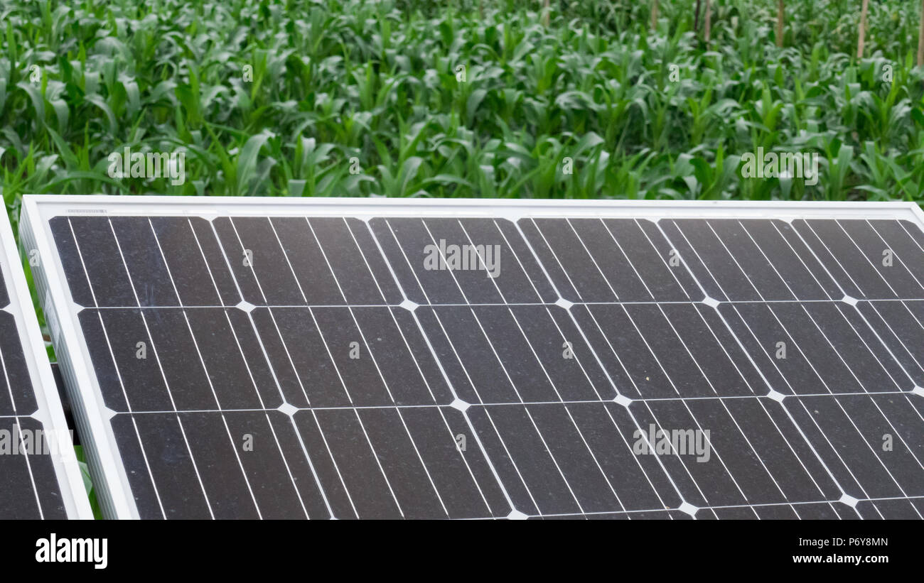 solar cell panel in farm. photovoltaic module for agriculture Stock ...