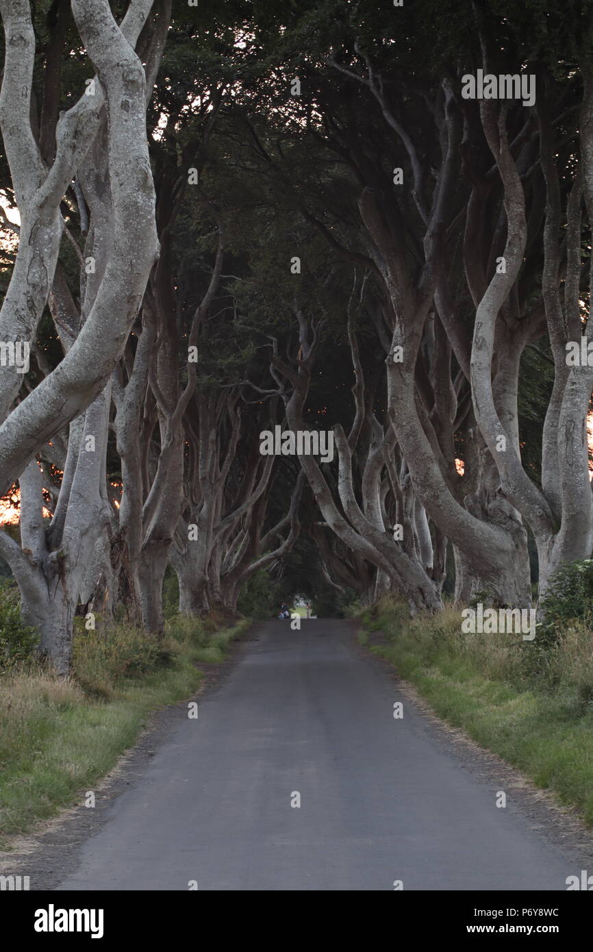 The Dark Hedges Stock Photo - Alamy