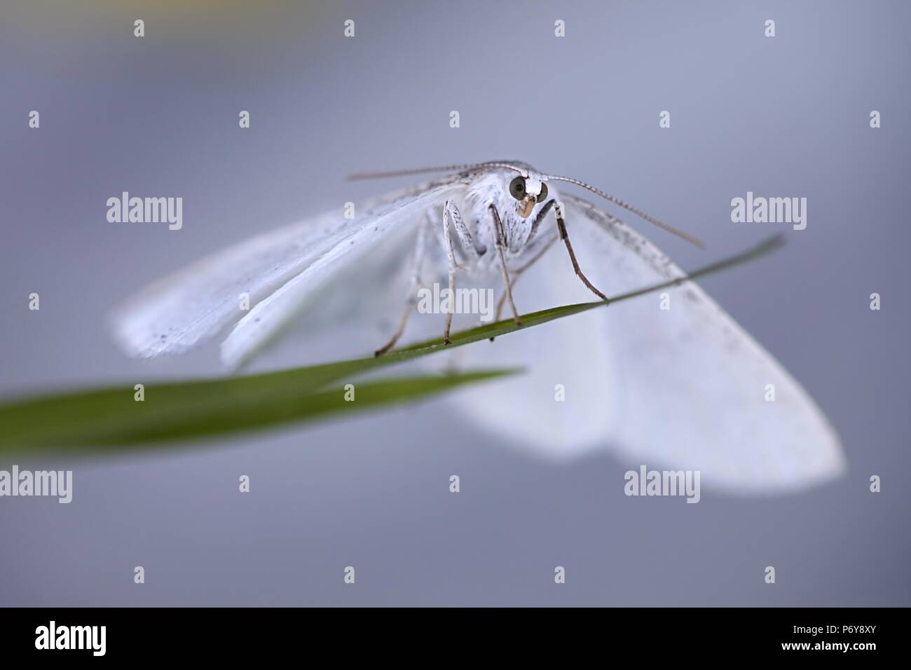 Common white wave moth, Cabera pusaria Stock Photo - Alamy