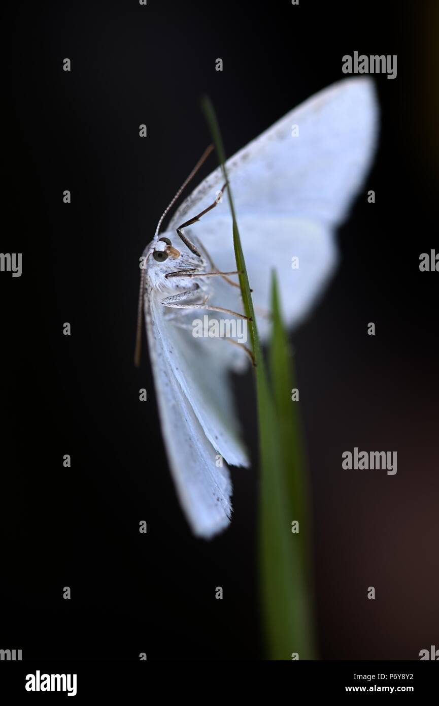 Common white wave moth, Cabera pusaria Stock Photo - Alamy