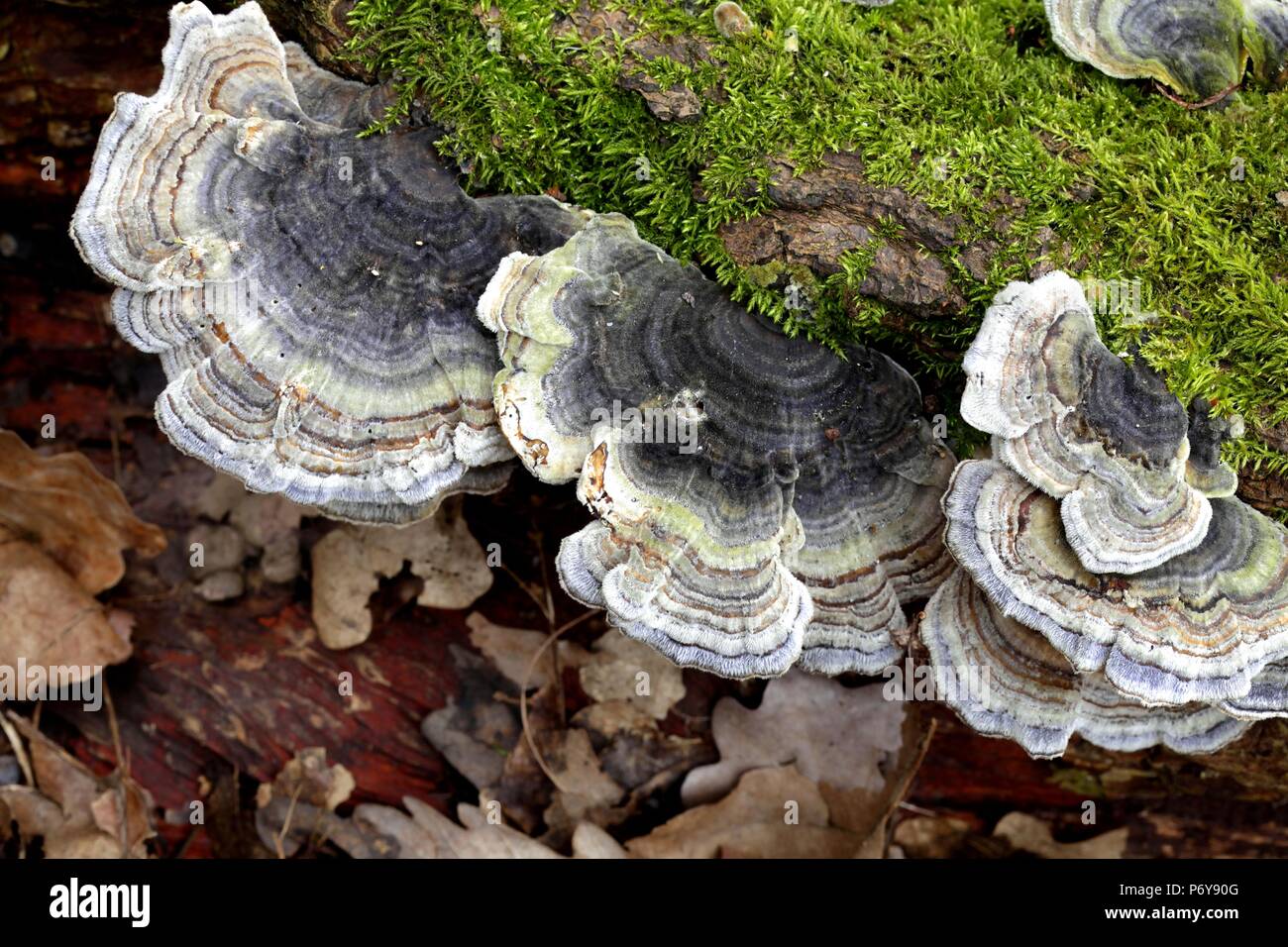 Turkey tail, Trametes versicolor, wild mushroom from Finland Stock ...