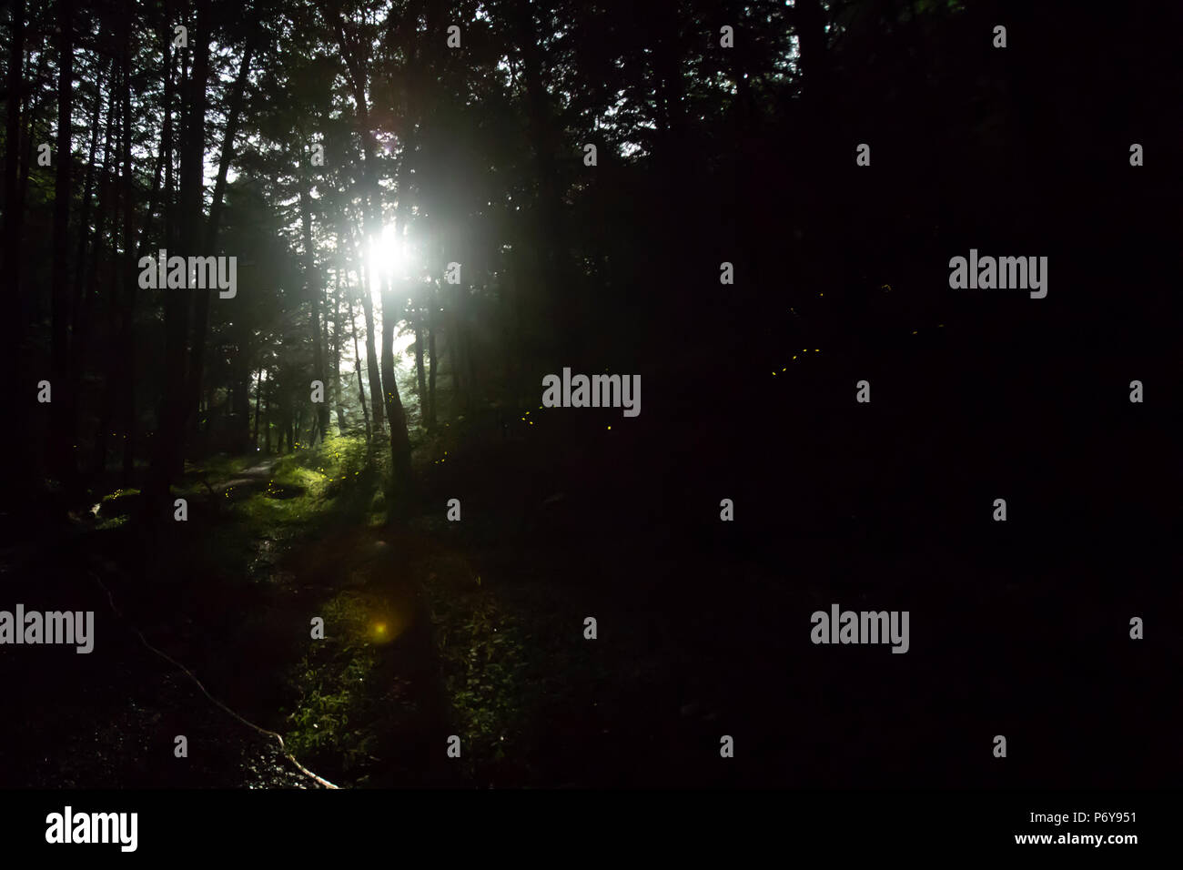 Moonlight through forest trees with synchronous fireflies Stock Photo ...