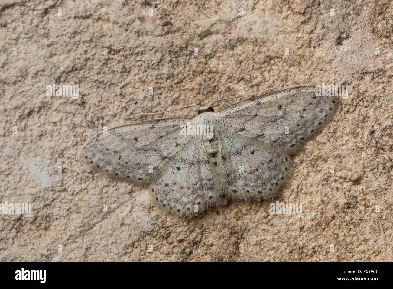 Grauer zwergspanner hi-res stock photography and images - Alamy