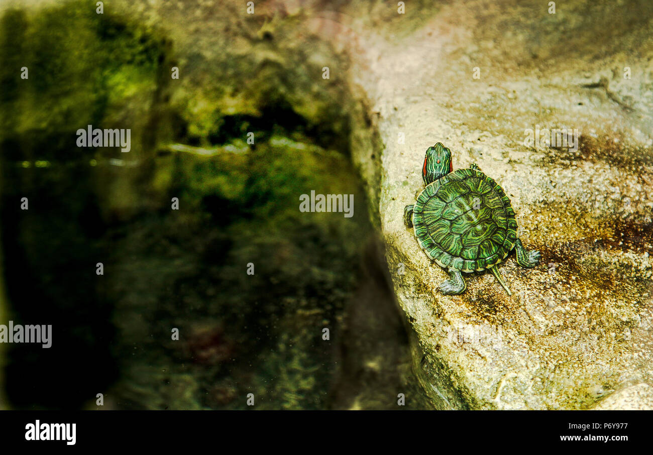 green turtle on the cliff Stock Photo - Alamy