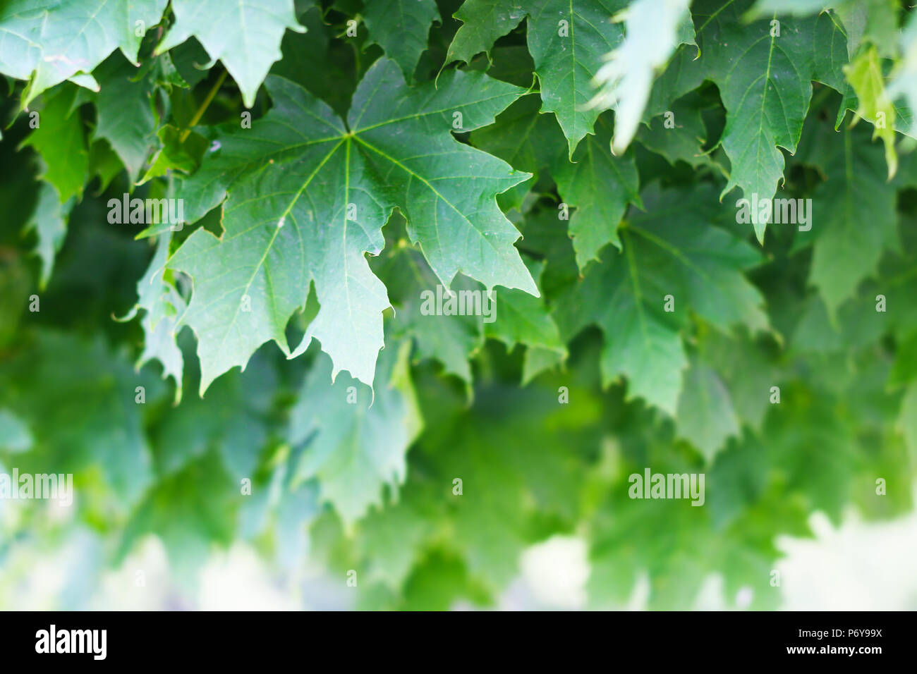 Beautiful spring leaves of maple tree close-up Stock Photo - Alamy