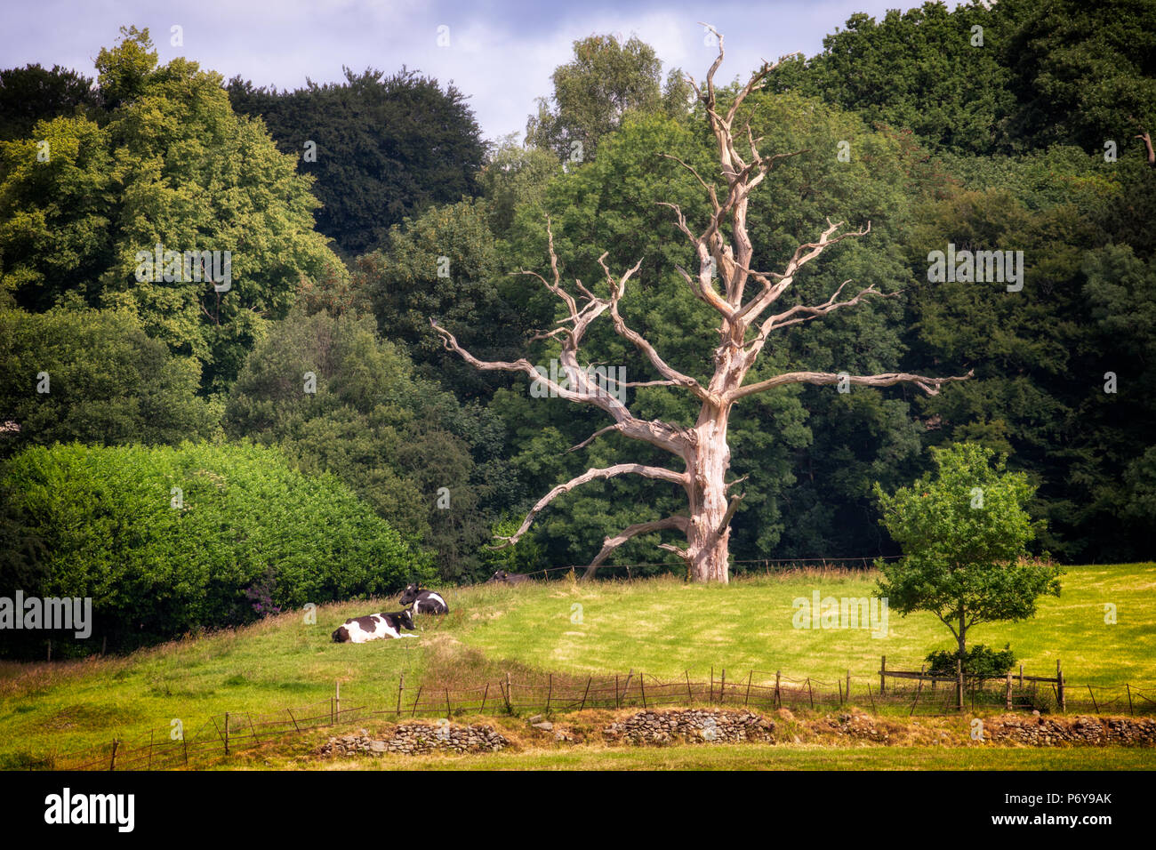 Dead cattle landscape hi-res stock photography and images - Alamy