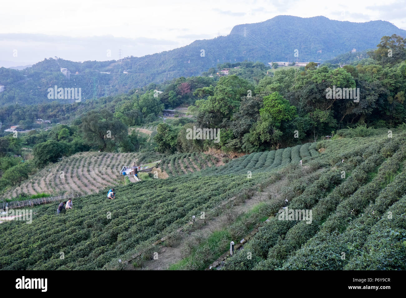 Cable,car,up,to,Maokong,hill,above,Taipei,Taipei City,with,tea ...