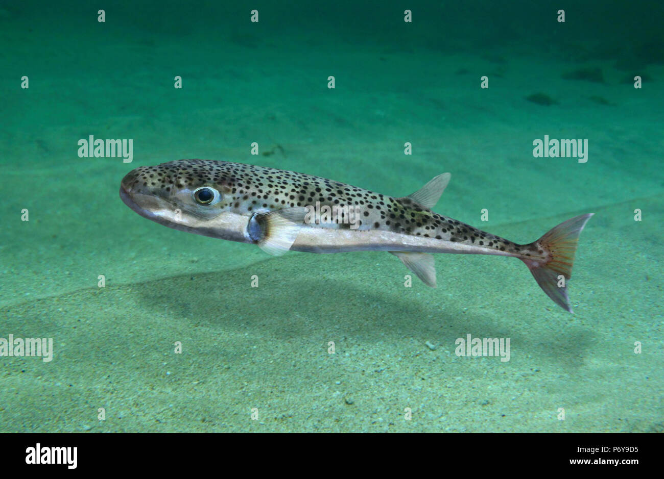 Silver Cheeked Toadfish High Resolution Stock Photography and Images ...