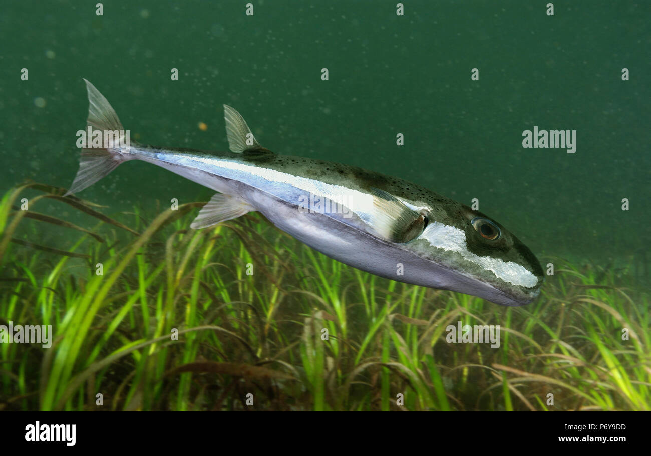 Silver Cheeked Toadfish High Resolution Stock Photography and Images ...