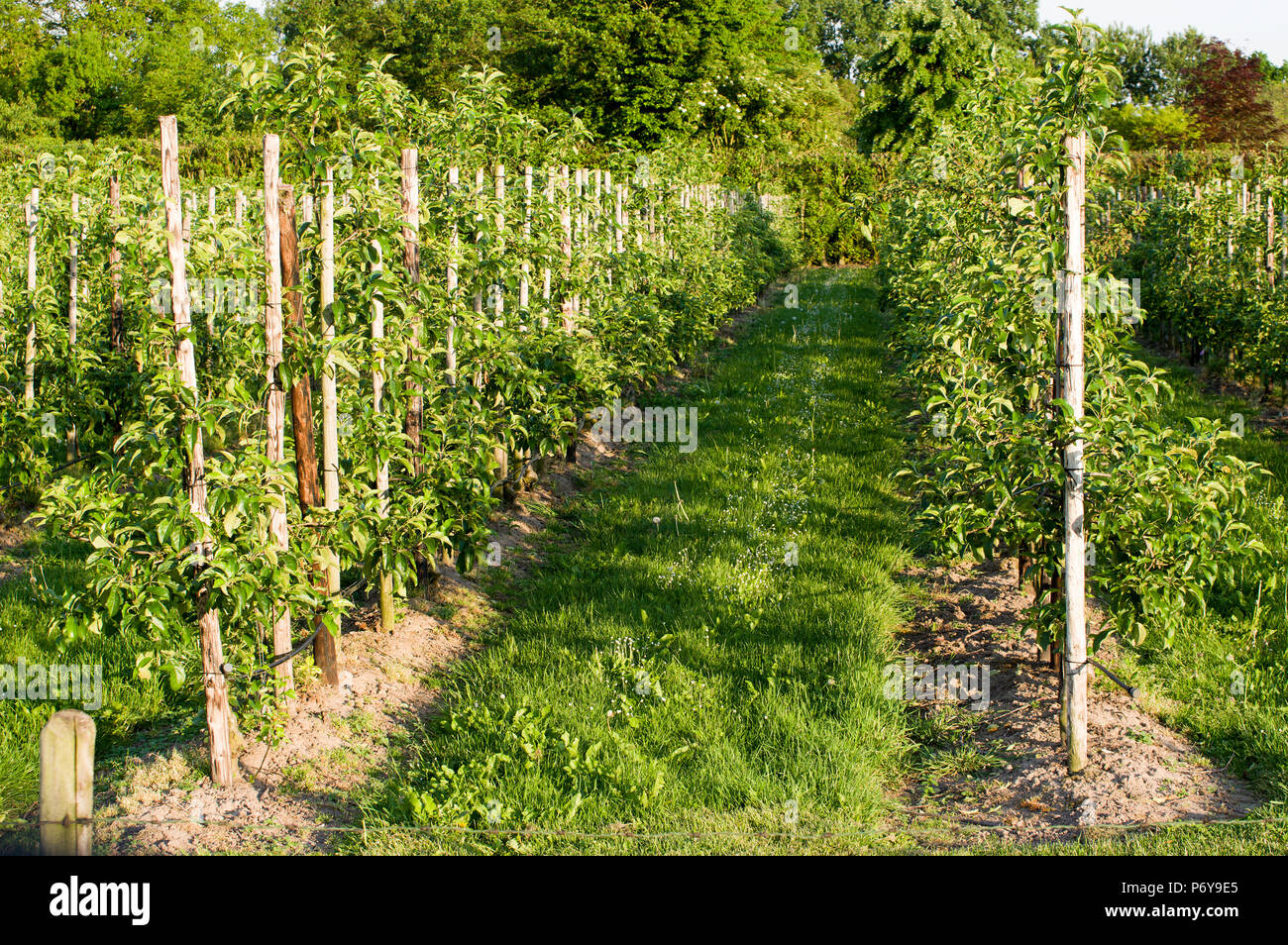 Row Of Fruit Trees High Resolution Stock Photography and Images - Alamy