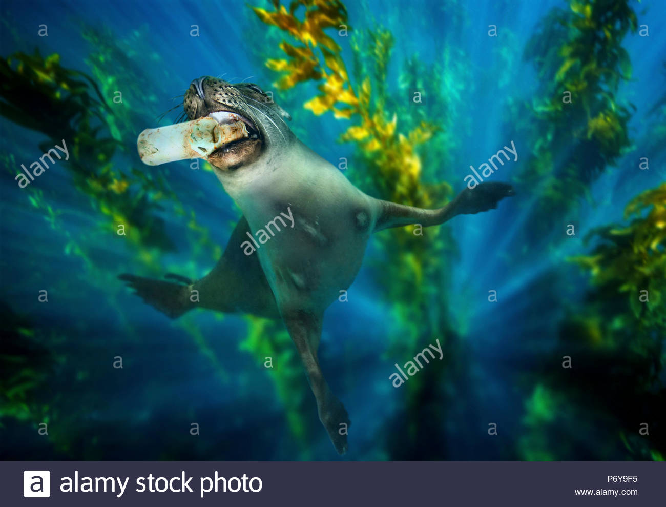 Plastic Ocean Underwater Animals High Resolution Stock Photography and ...