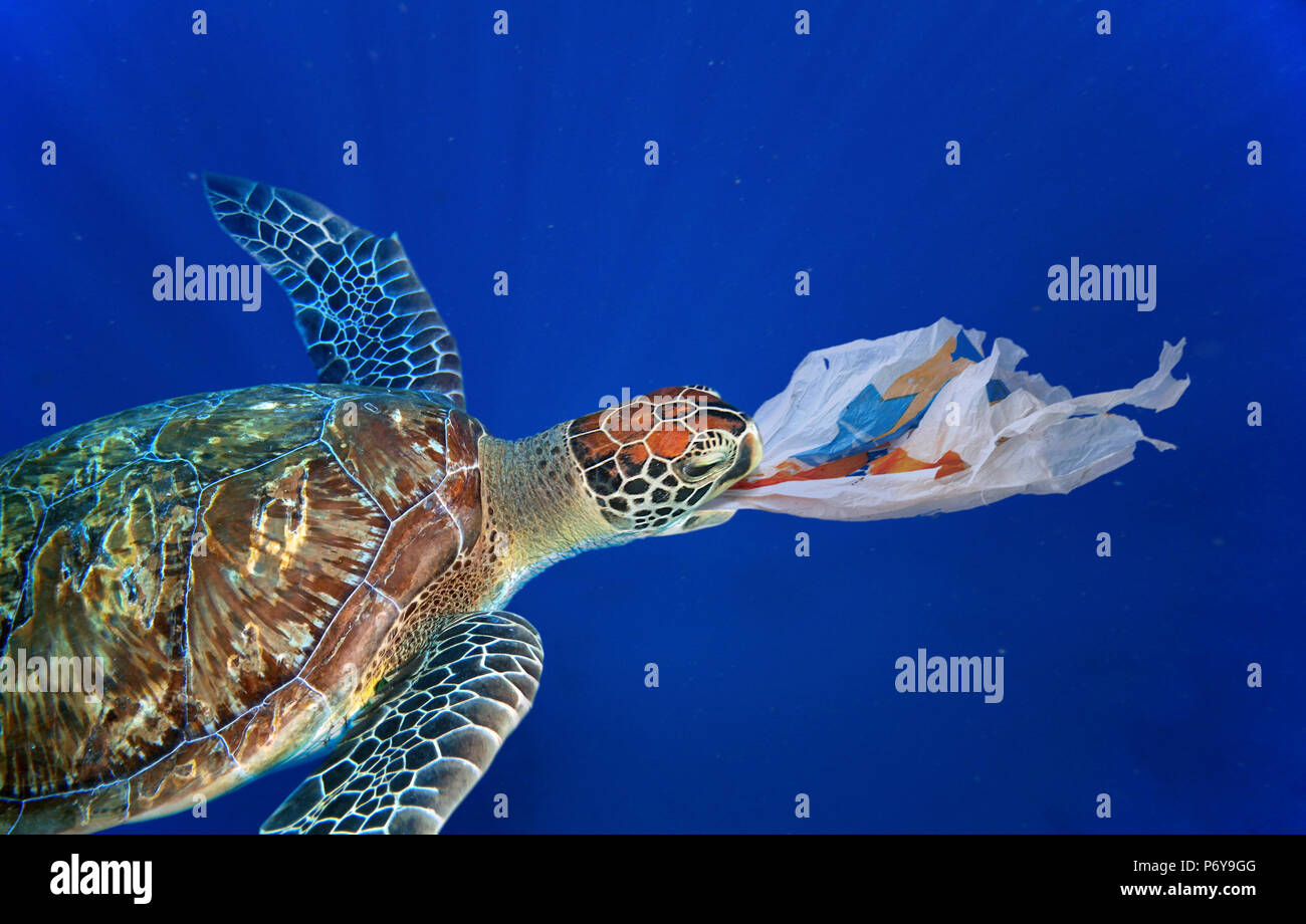 Sea Turtle Plastic Bag High Resolution Stock Photography and Images - Alamy