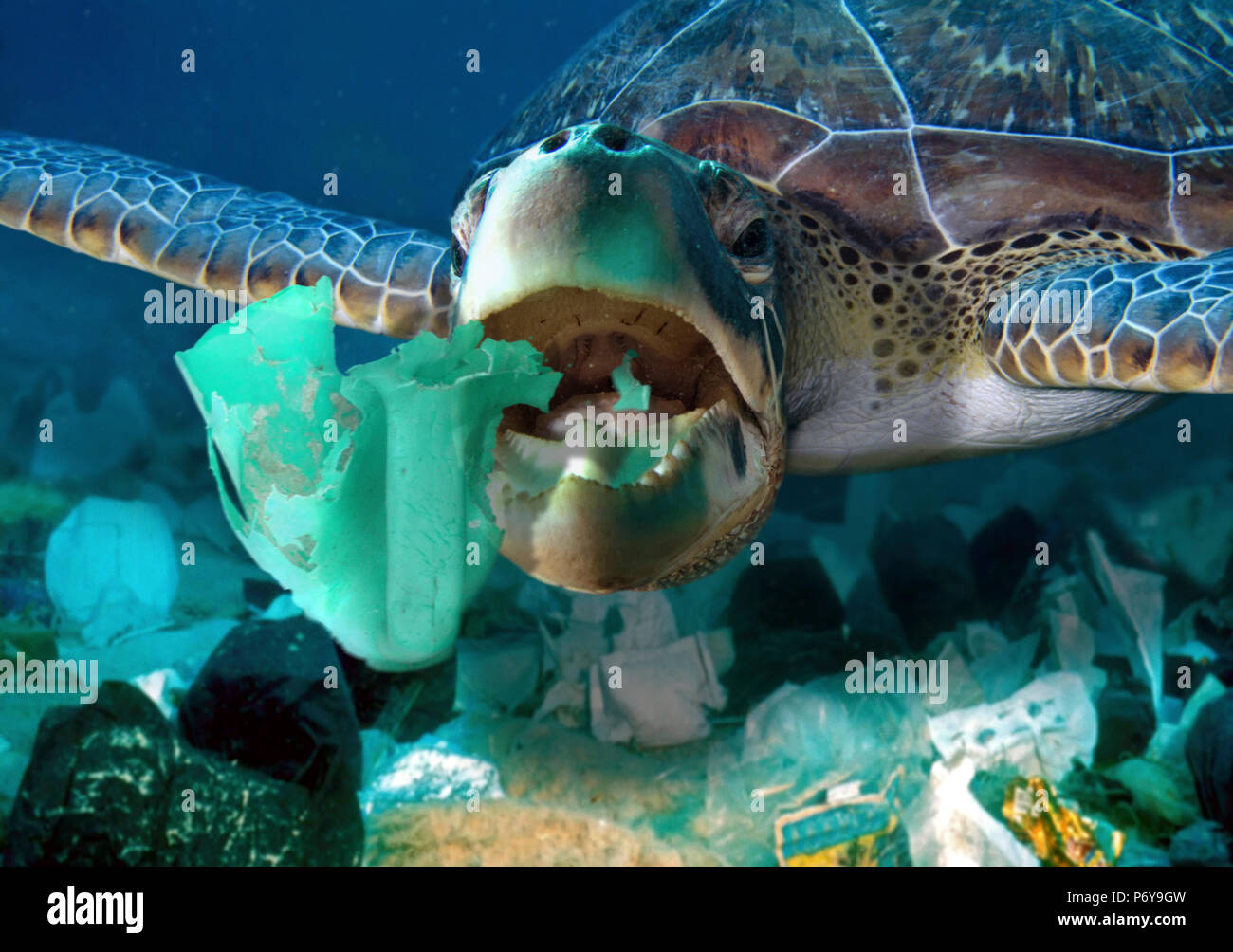 Turtle Plastic Pollution Stock Photos & Turtle Plastic Pollution Stock ...