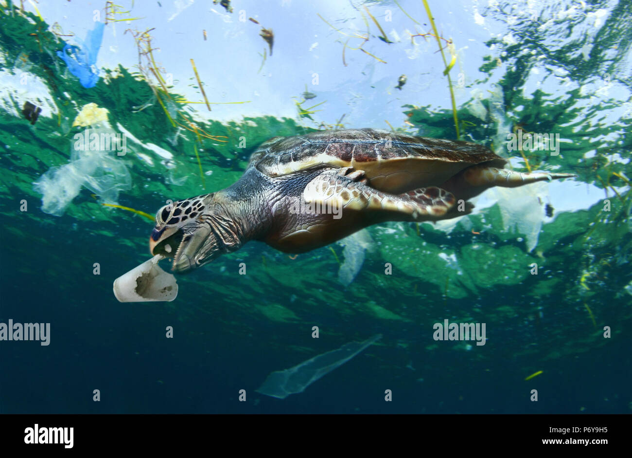 Plastic Turtle High Resolution Stock Photography and Images - Alamy