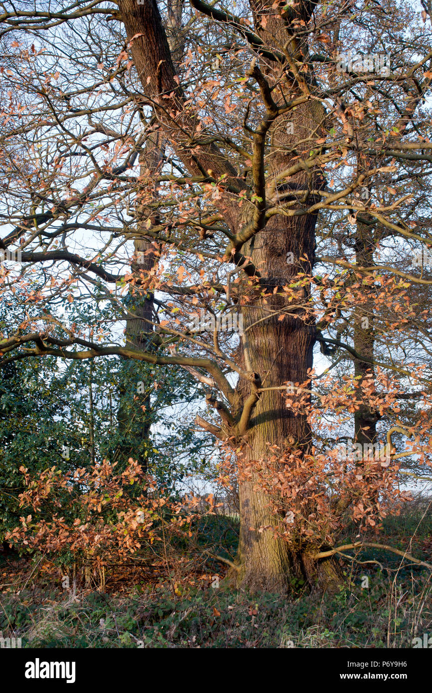 English Oak Tree In Winter High Resolution Stock Photography and Images ...
