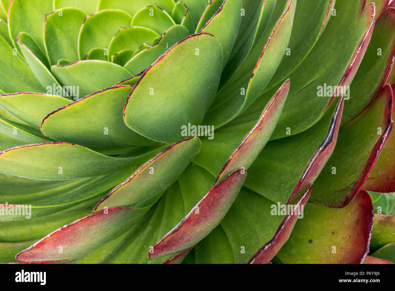 Lines and shapes in nature hi-res stock photography and images - Alamy