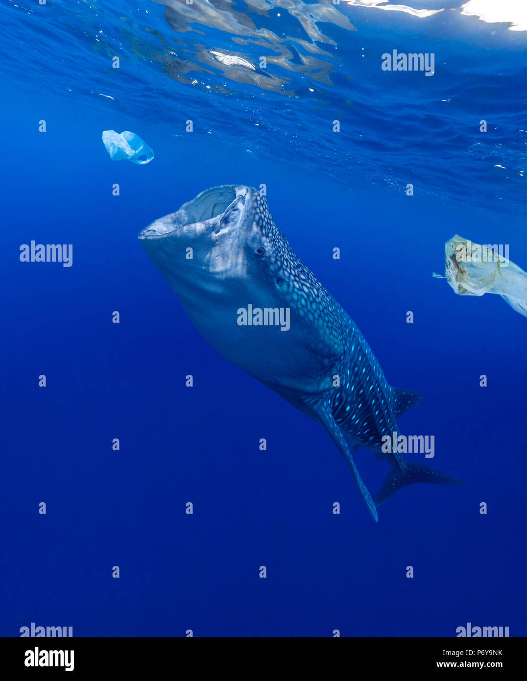 Global Marine Debris Crisis High Resolution Stock Photography and ...