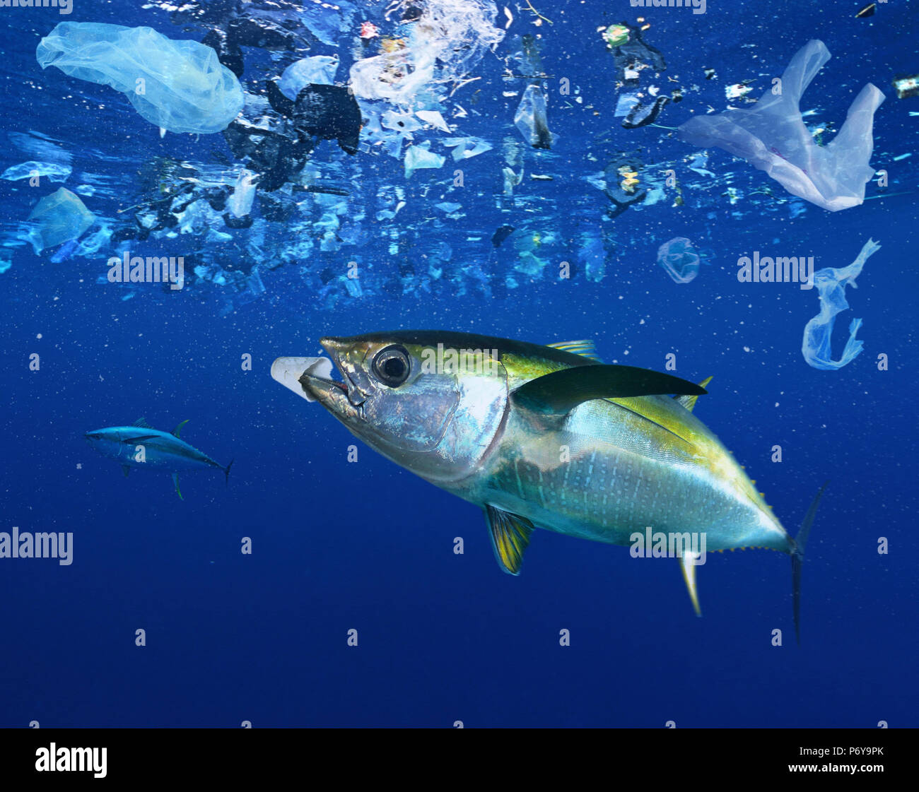 Environmental Pollution Fishing Nets High Resolution Stock Photography ...