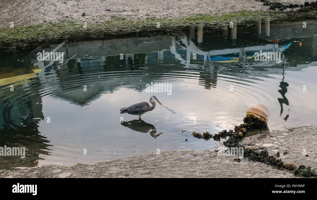 Crane eating fish hi-res stock photography and images - Alamy