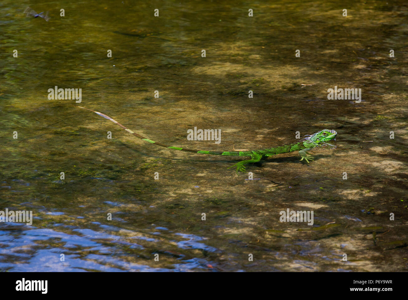 Green iguana (iguana iguana) swimming underwater in lake - Pembroke ...