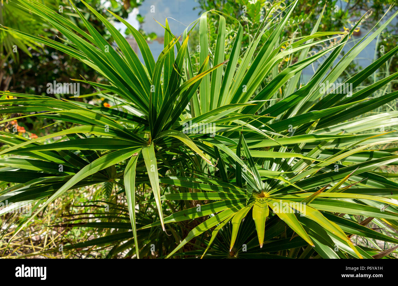 Florida thatch palm (Thrinax radiata) - Davie, Florida, USA Stock Photo ...