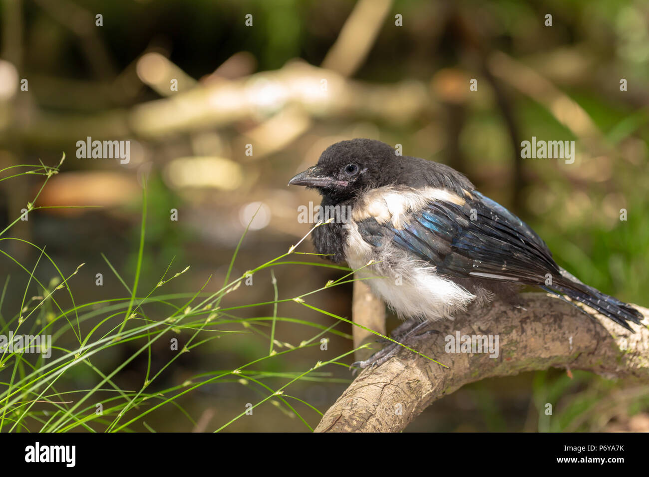 Magpie fledgling hi-res stock photography and images - Alamy