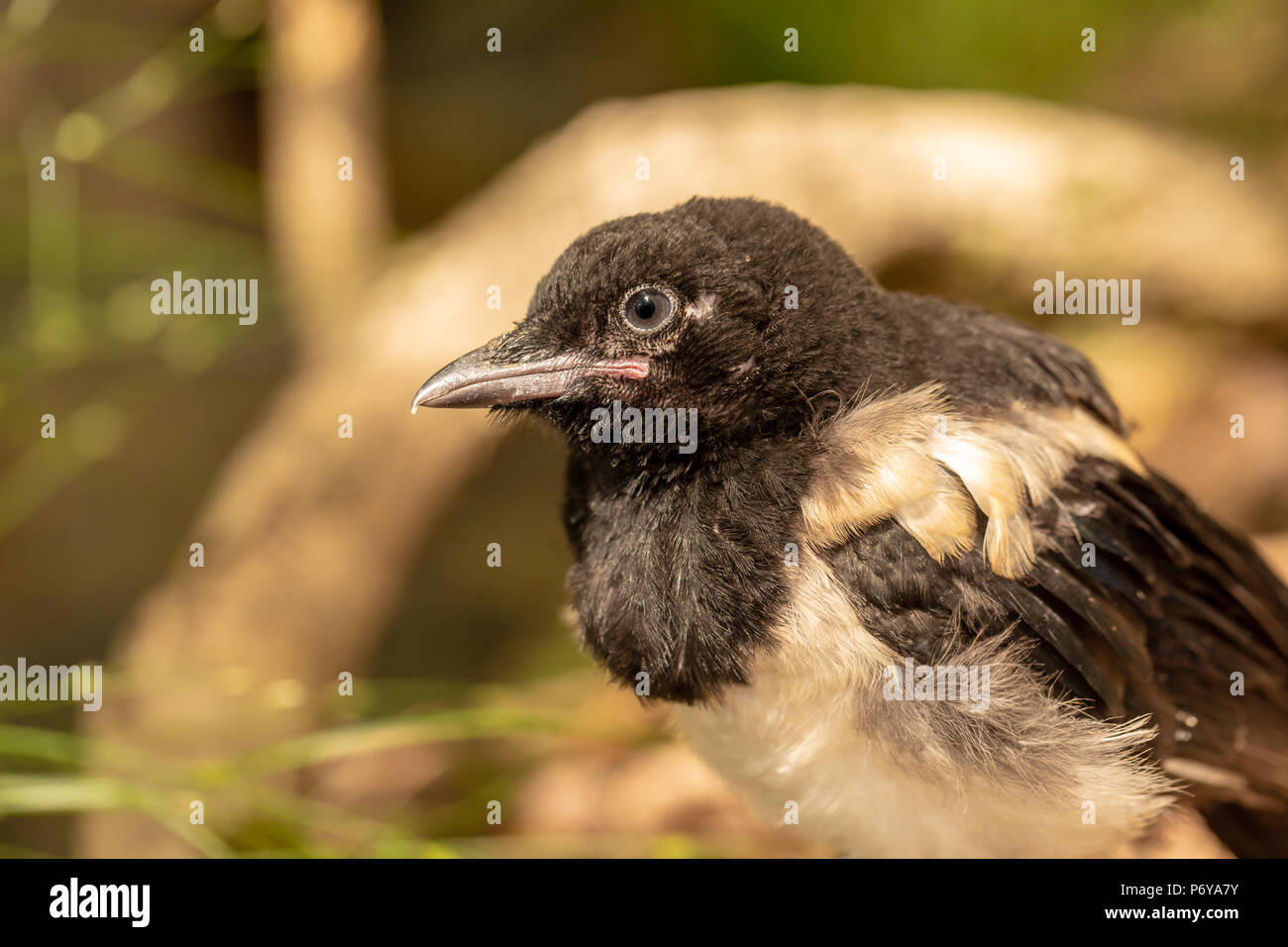 Juvenile magpie england hi-res stock photography and images - Alamy