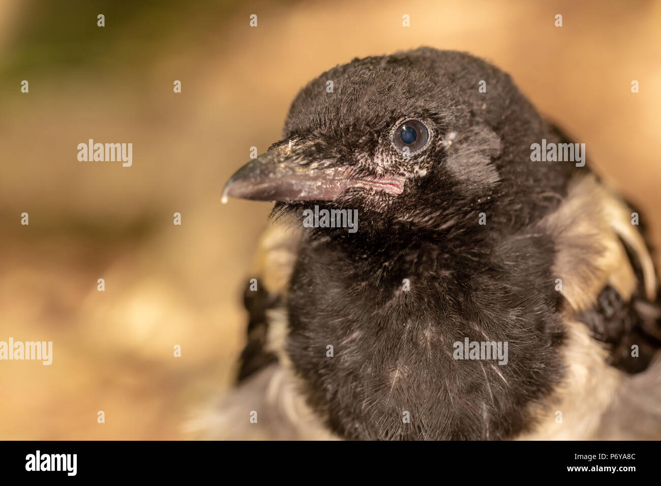 Wildlife curiosity garden hi-res stock photography and images - Alamy