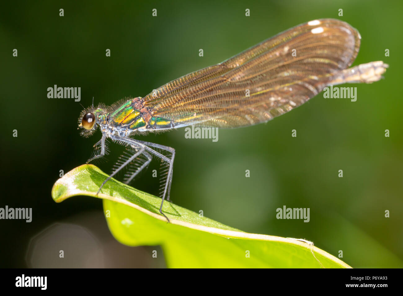 Blue damselfly in profile hi-res stock photography and images - Alamy