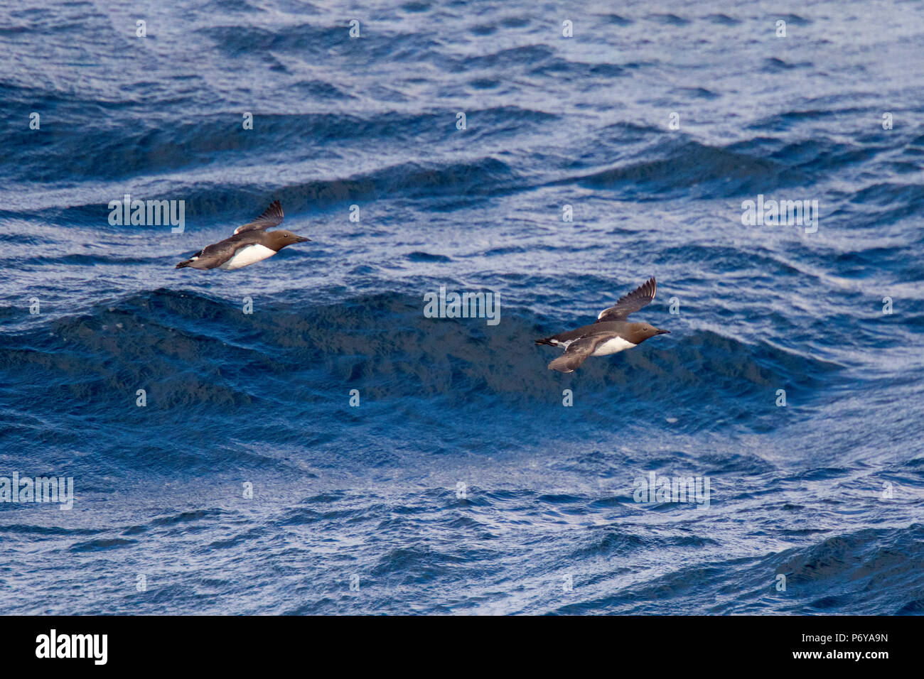 Common murre uria aalge hi-res stock photography and images - Alamy