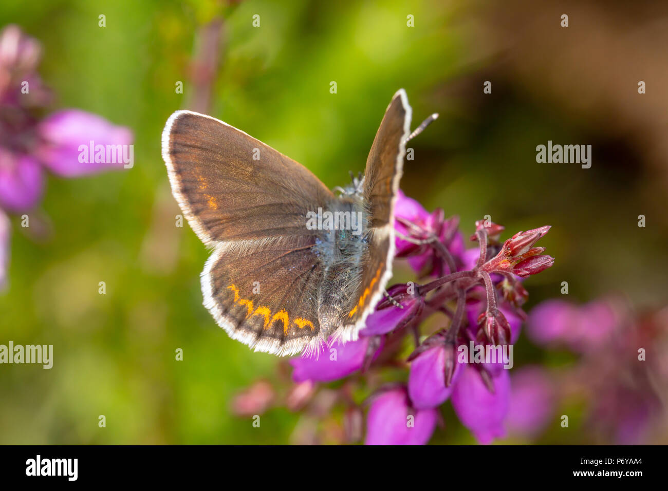 Close-up photo of female Silver-studded blue butterfly with wings open ...